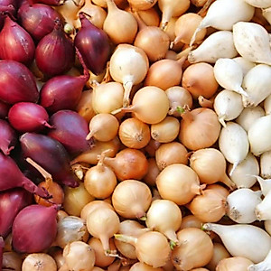 30 Mixed Onion Sets Yellow Onion Red White Onion Bulbs