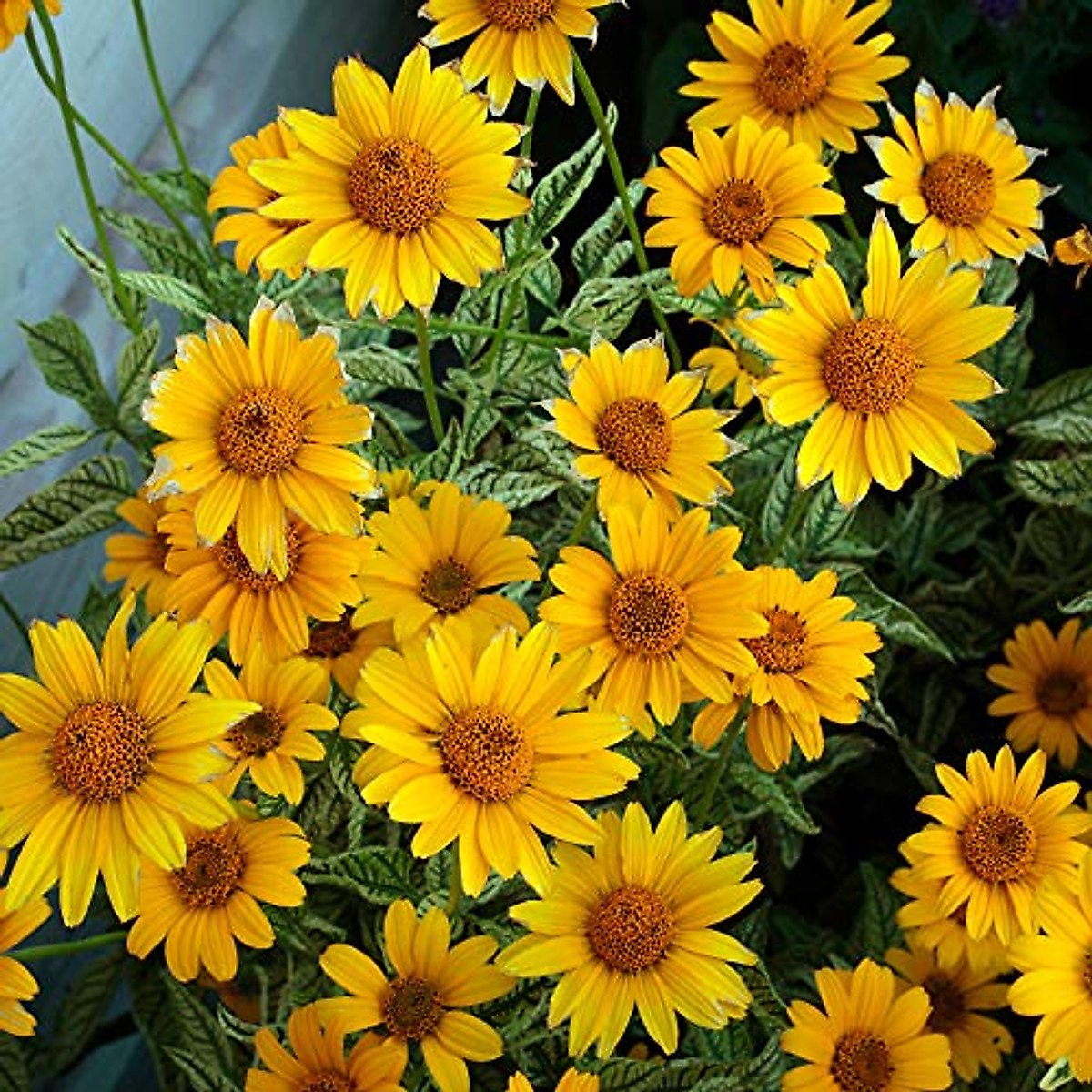 Outsidepride Perennial Heliopsis Summer Sun Garden Cut Flower - 2000 Seeds