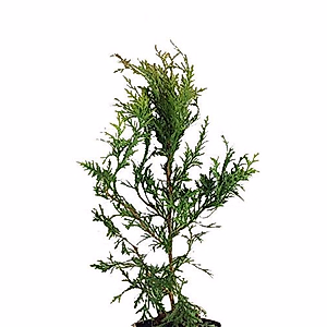 25 Thuja Green Giant Arborvitae 8-12 Inch Tall Trees