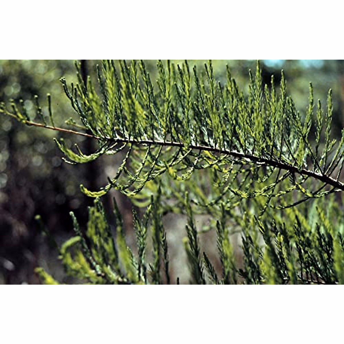 Pond Cypress | 10 Live Trees | Taxodium Ascendens | Wet Tolerant Fast Growing Shade Tree