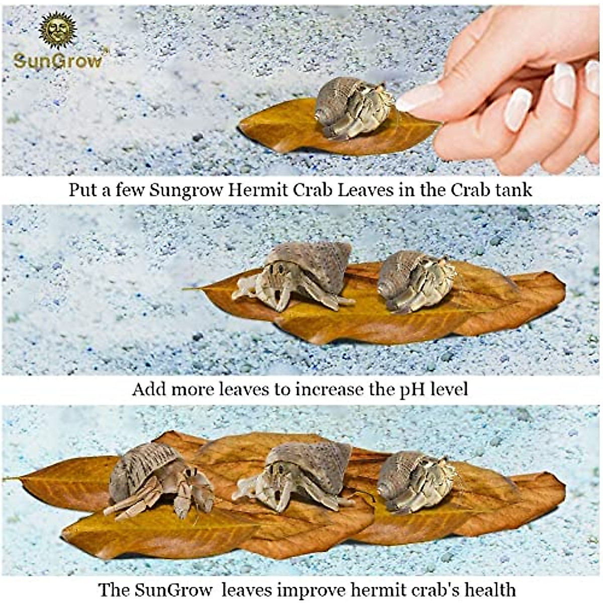 SunGrow 10 Pack Large Hermit Crab Catappa Indian Almond Leaves, 7-9 inches Long, Dried Leaves for Added Humidity, Delicious Crab Treat and Source of Cellulose