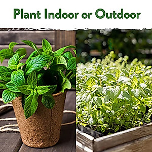 (6 Variety) Mint Seeds for Planting Outdoors or Indoors - Peppermint, Spearmint, Mountain Mint, Wild Mint, Anise Hyssop, & Common Mint | Non-GMO, Heirloom Herb Seed,Grow Your Own Mint Plants Live