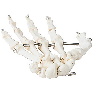 Axis Scientific Skeletal Hand | Left | Fully Articulated Flexible Hand Skeleton is Secured with Quality Wire to Demonstrate Movement | Includes Product Manual
