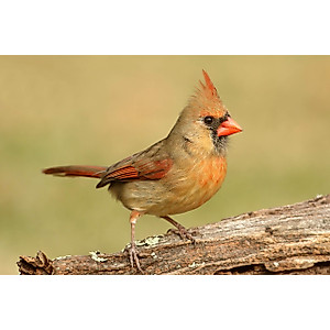 Valley Farms Safflower Seed Wild Bird Food for Outside Feeders, Safflower Bird Seed for Cardinals, Grosebeaks, and Buntings, Cardinal Bird Seed for Ourtside Feeders (15 LBS)