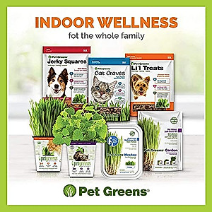 100% Certified Organic Fresh Cat Grass 3-Pack. Natural Cat Treat