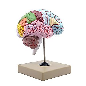 Functional Human Brain Model, Cross Section - 1/2 Size - Color Coded & Numbered with Key Card - Includes Mount - Eisco Labs