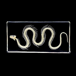 Real Snake Skeleton Animal Specimen in Acrylic Block Paperweights Science Classroom Specimens for Science Education