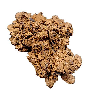 SUNNYHILL Coprolite Authentic Prehistoric Natural Fossilized Mineral Dung Stone Specimen Length 2-4" Weight 0.4 LB