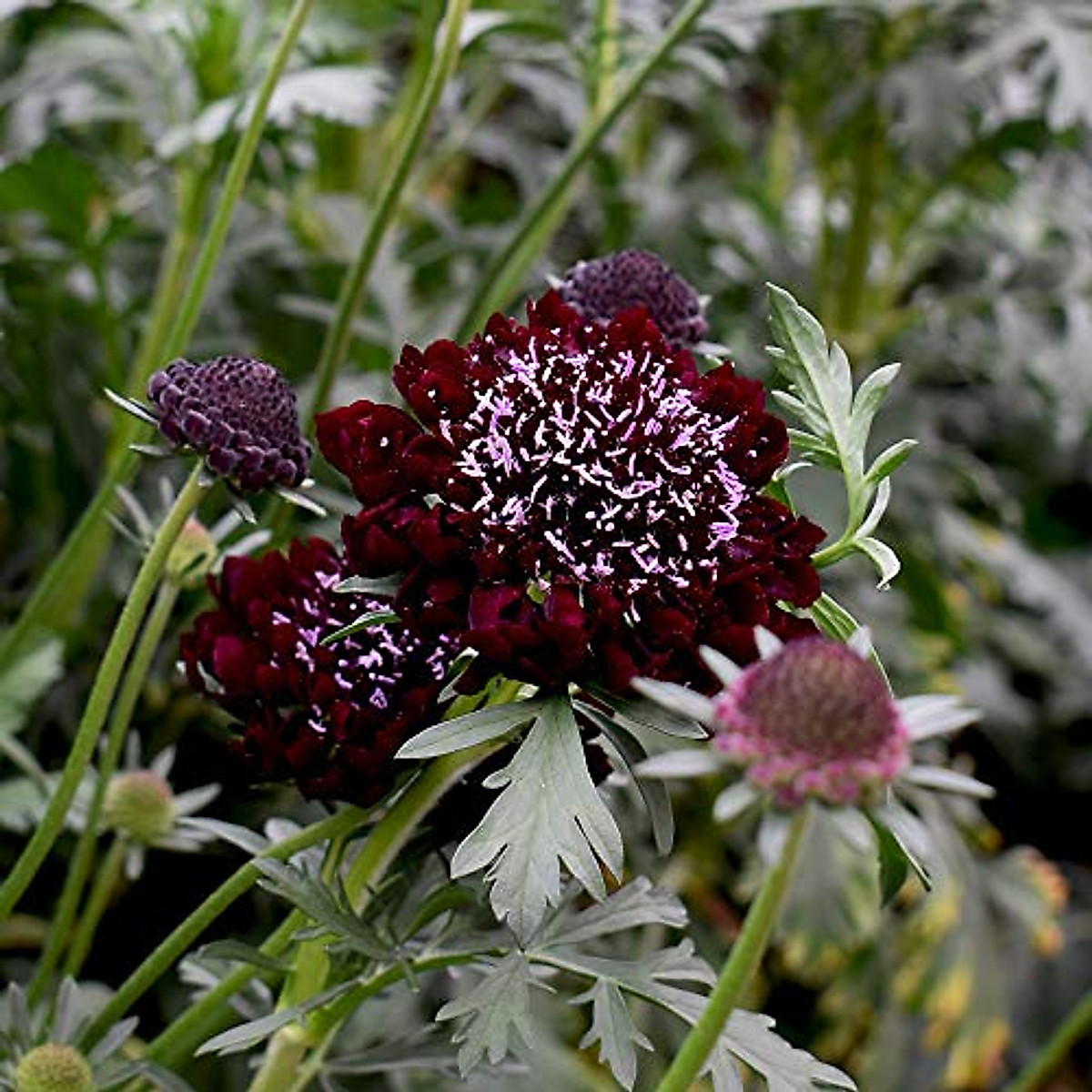 Outsidepride Annual Scabiosa Red Pincushion Garden Cut Flowers for Arrangements, Drying, & Pressing - 200 Seeds