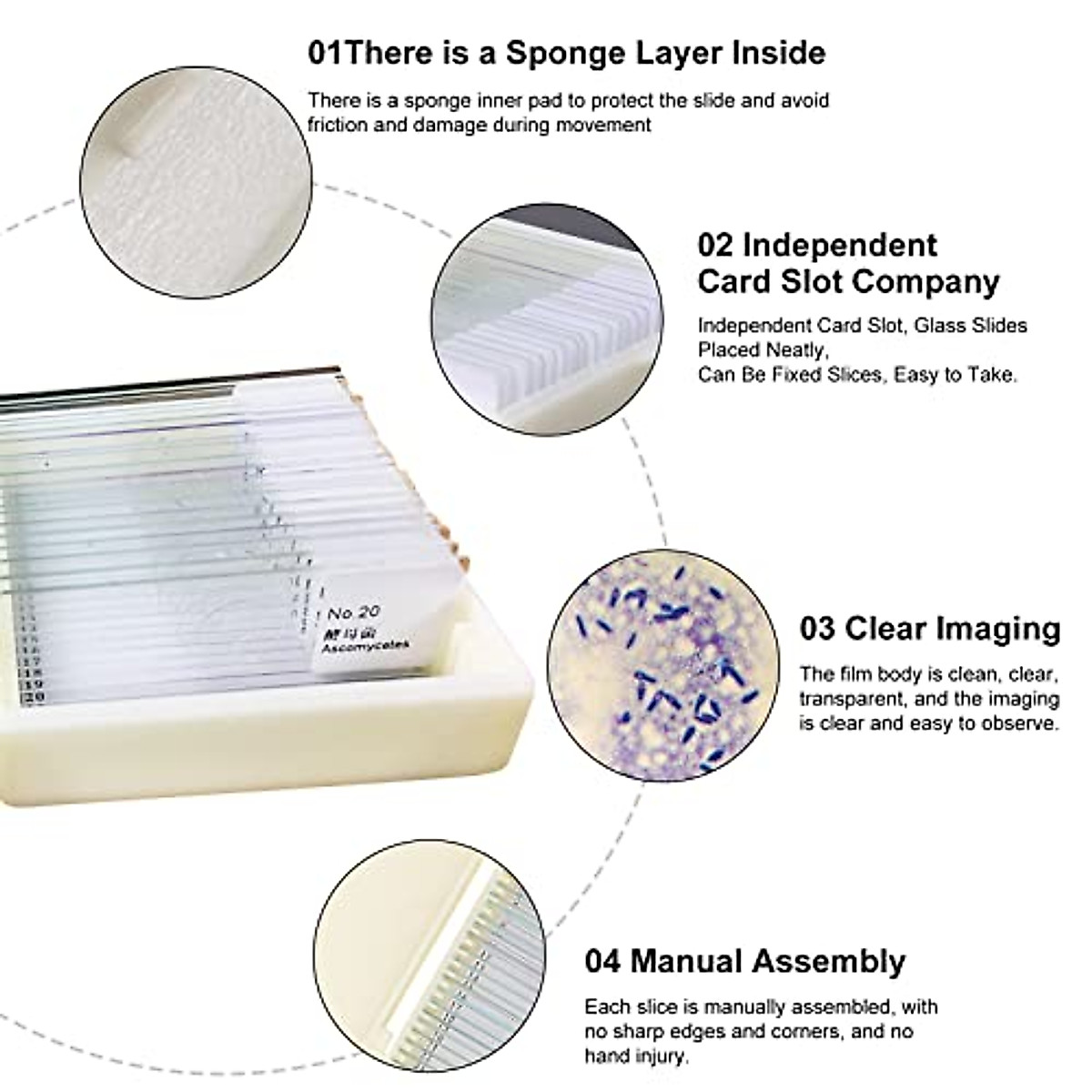 20 Slides Of Biology And Pathology Prepared Microbiological Bacterial Specimens Microscope Slide Set with Plastic Box