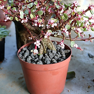 2.7lb Black Horticultural Lava Rock Bonsai Drainage Gravel Decorative Stones for Indoor Potted Plants Succulent Cactus Gritty Planting Medium Volcanic Pebbles for Terrarium, Gardening, Top Dressing