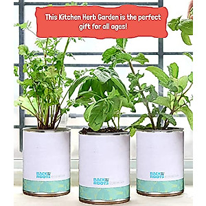 Back to the Roots New Kitchen Garden Complete Herb Kit Variety Pack of Basil, Mint, and Cilantro Seeds