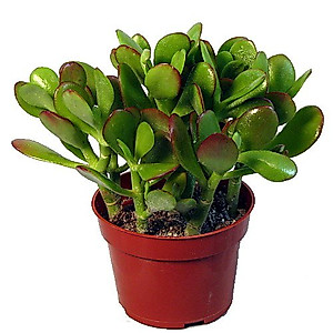 Jade Plant - Crassula ovata - Easy to Grow - 4" Pot