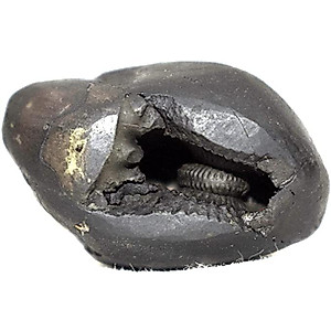 Shaligram Laxmi Narayan Shaligram Rudraksha Guru Narsihma Shaligram Kurma Shaligram
