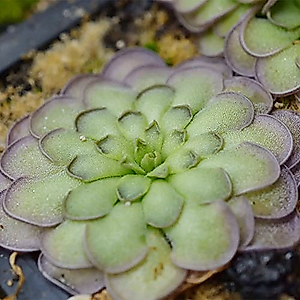 QAUZUY GARDEN 25 Rare Butterwort Plant Seeds Pings Pinguicula, Mexican Butterwort Carnivorous Plant Seeds - Exotic Succulent Plant for Patios Counters Succulent Baskets