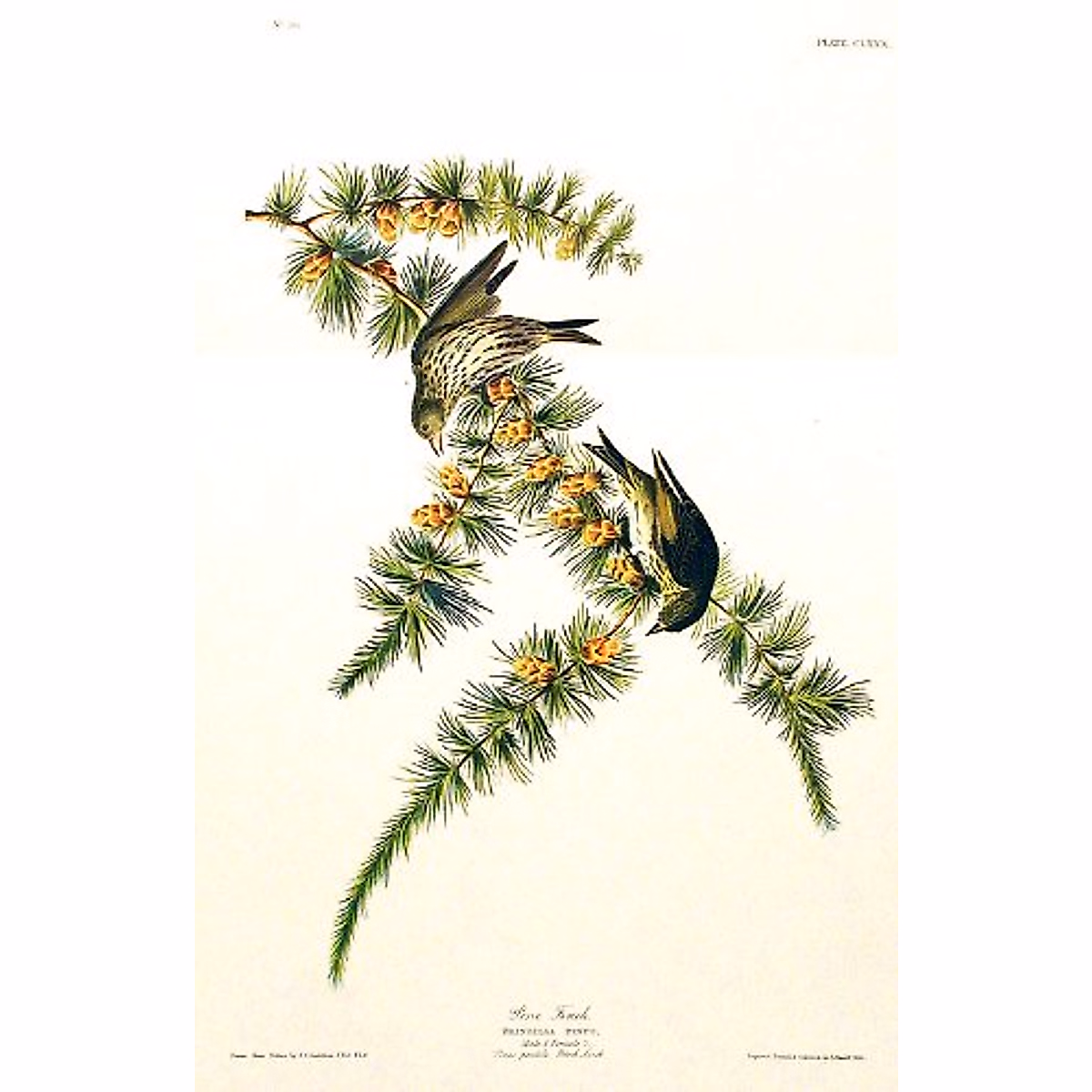 Pine Finch. From"The Birds of America" (Amsterdam Edition)
