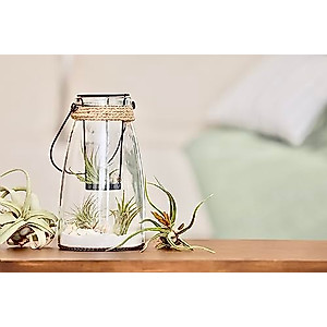 Air Plant Low Light House Plants Box (8PK) Tillandsia Air Plants Live Houseplants Live Indoor Plants Live Succulents Plants Live Terrarium Plants Live, Air Plant Holder Airplant Kit by Plants for Pets