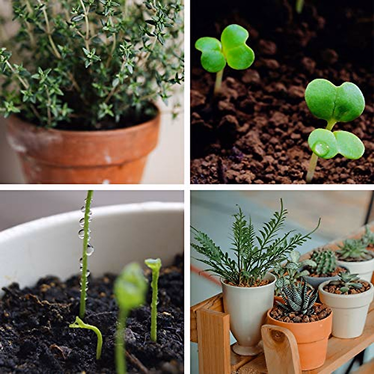 ZeeDix 8 Pcs Premium Coco Coir Compressed Coconut Coir 100% Organic Coco Coir Brick Coconut Coir Bricks with Low EC and pH Balance for Plants Gardening Herbs