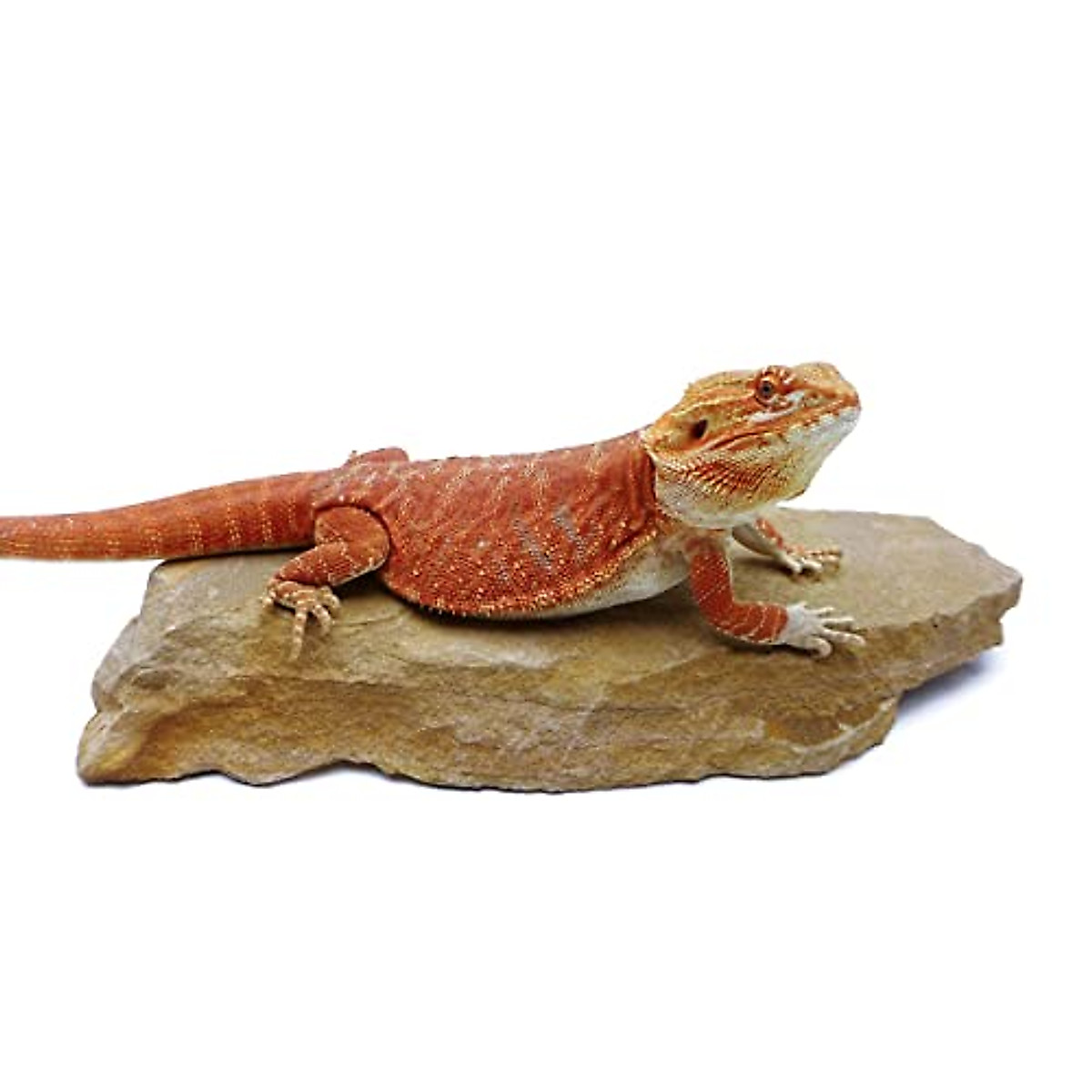 Carolina Custom Cages Natural Habitat Rocks, Painted Desert (one Large Size)