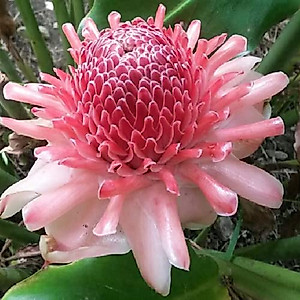 CHUXAY GARDEN 20 Seeds Pink Etlingera Elatior,Torch Ginger,Ginger Flower,Torch Lily,Philippine Wax Flower Seasoning Flowering Plants Excellent Addition to Garden