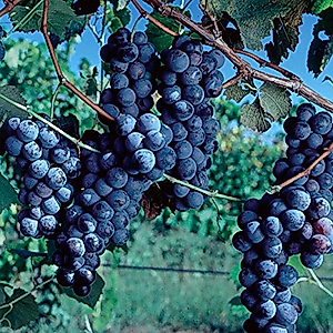 Pixies Gardens (1 Gallon) Cabernet Sauvignon Grape is A Small Round Black Grape for Wine-Making It is One of The Most Renowned Red Wine Grapes.