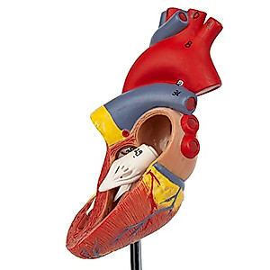 Axis Scientific Heart Model, 2-Part Deluxe Life Size Human Heart Anatomical Replica, 34 Anatomical Structures, 3D Heart Model Anatomy, Magnetic Design, Mounted Display Base, Detailed Product Manual