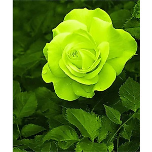 Garden Plant Seed Flower Seed 100Pcs Mixed Color Flowers Rose Seeds Multi Coloured Rose Flower Seeds Home Garden Plant