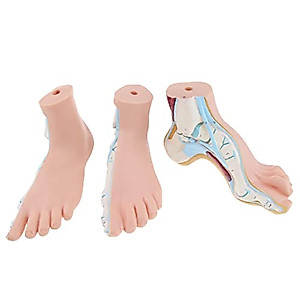 Almencla 3 Pieces Set 1:1 Lifesize Human Normal Flat Arched Foot Anatomical Model Colored Human Feet Strucutre Science Education PVC