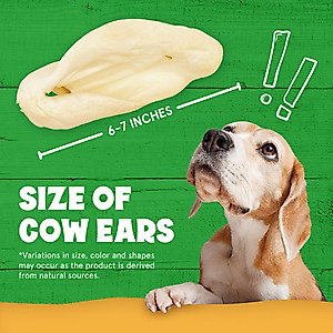 Cows Ears for Dogs, Thick and Large Dog Ears, Single Ingredient and No Odor Cow Treats, Long Lasting Cow Ears, Natural & Grass-fed Dog Treat Animal Ears, Cow Ears for Puppies and All Breeds (30 Pack)