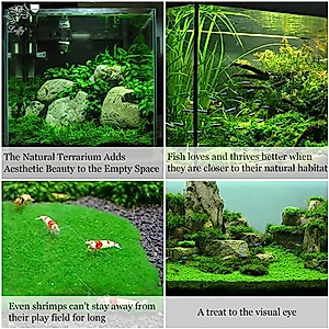 Luffy Betta & Crested Gecko Stainless Steel Mesh, 2.5x4 Inches, Dishwasher Filter Replacement, Garden Pot Drainage Hole Cover, Repair Rusted Dog, Bird & Rabbit Cage