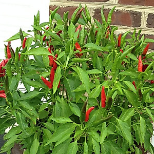 20 Thai Chili Pepper Seeds Hot Pepper Seeds for Planting Outdoor Garden