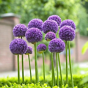 Allium Giganteum Flower Seeds, Allium Seeds, Pack of 150 Flower Seeds for Planting