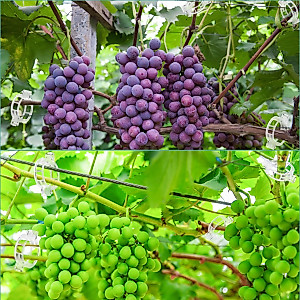 200 PCS Plant Support Clips, Tomato Clips, Plastic Trellis Clips, Grape Vine Tomato Vine Fixing Clip, Garden Clips for Plant Vine Vegetables to Grow Upright and Healthier