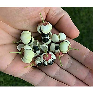 TRUPADU STORE 30 Seeds (Hạt rau Ngót) Kátụk Swẹét Lẹáf Sạurọpụs Andrọgynụs Sẹẹds Végẹtạblé Sẹéds, 30 Hat Rau Ngót for Plạnting