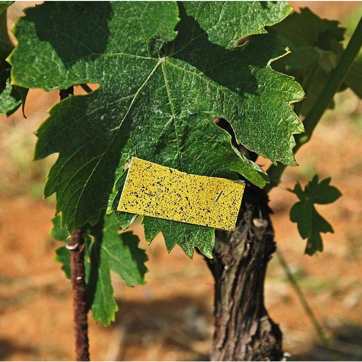 FGI SpotOn Water Sensitive Paper (WSP) for Sprayer Calibration - One Pack of 2 x3 Paper - 25 Sheets Per Pack - Reduce Waste and Ensure Consistent Application of Spray Droplets - Assess Spray Coverage