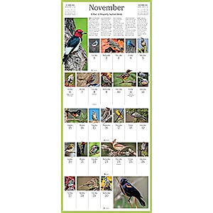 Audubon Songbirds and Other Backyard Birds Picture-A-Day Wall Calendar 2022: Your Daily Sighting of Songsters that Bring Color, Joy, and Sweet Melodies.