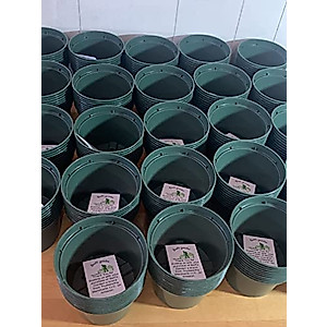 Bert's Garden Green Plastic 5" Starter Pots for Greenhouse Growing or Plant Starting, Also Called, Azalea Pots 10pk