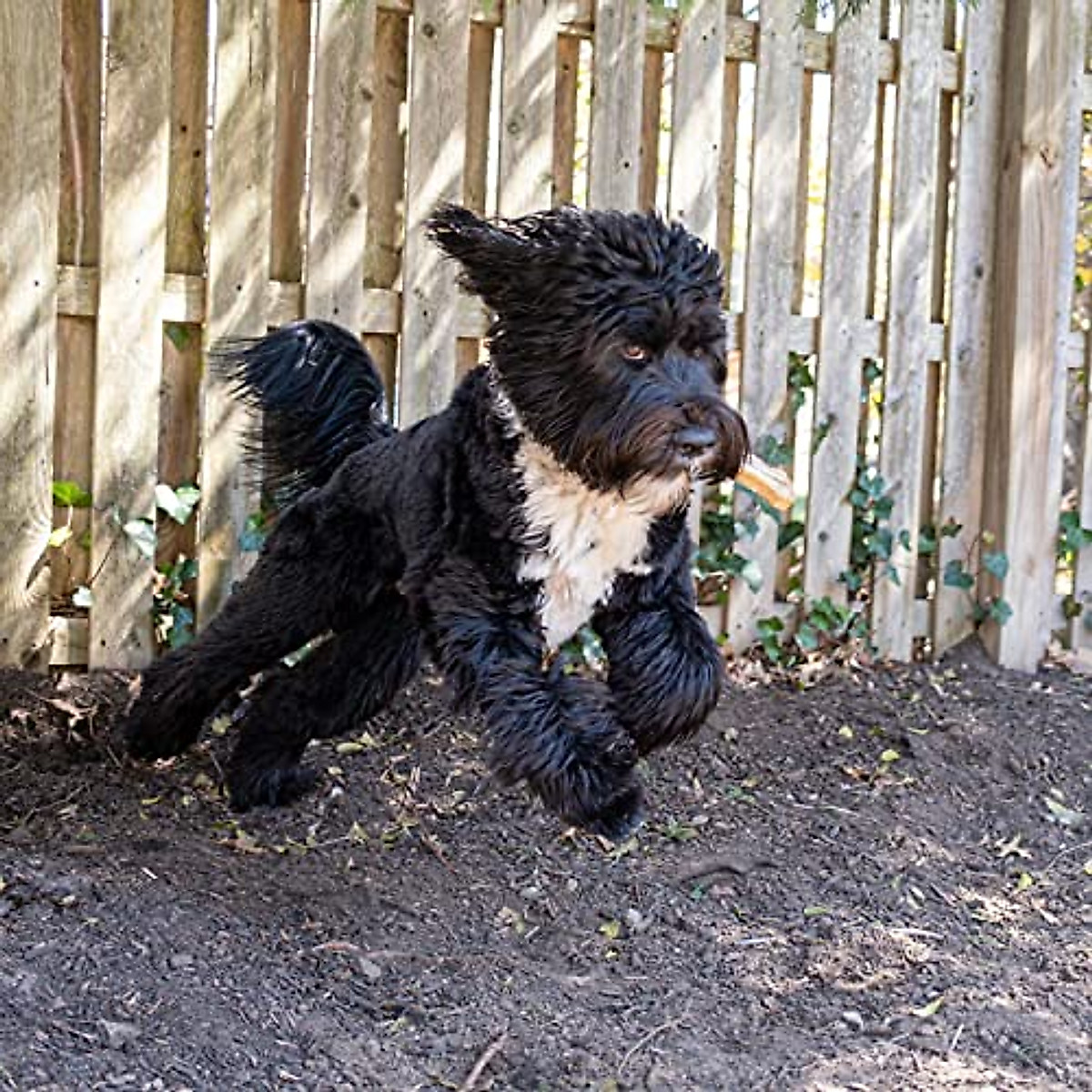 Cadet Premium Grade Pressed Beef Hide Bones 6.5 Inch, 12 Pack