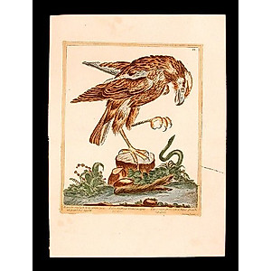 Faucon coleur de marron avec un grand bec aquilin [Chestnut-coloured Falcon with long beak]