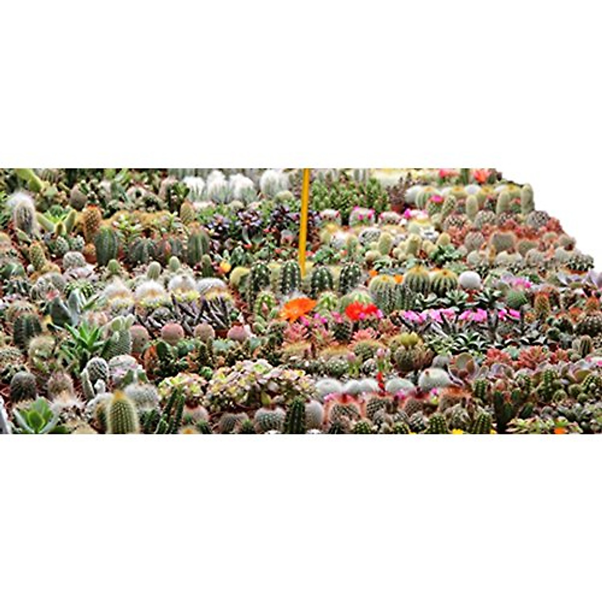 Cactus Garden Mix - Trichocereus Opuntia Saguaro, etc - B318 (800 Seeds, 1 Gram)