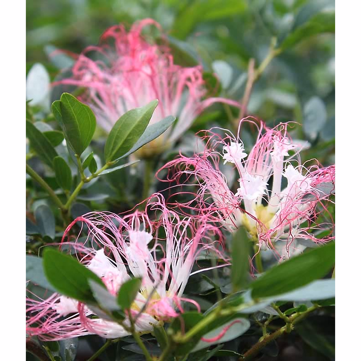 From You Flowers - Powder Puff Indoor Potted Bonsai for Birthday, Anniversary, Get Well, Congratulations, Thank You
