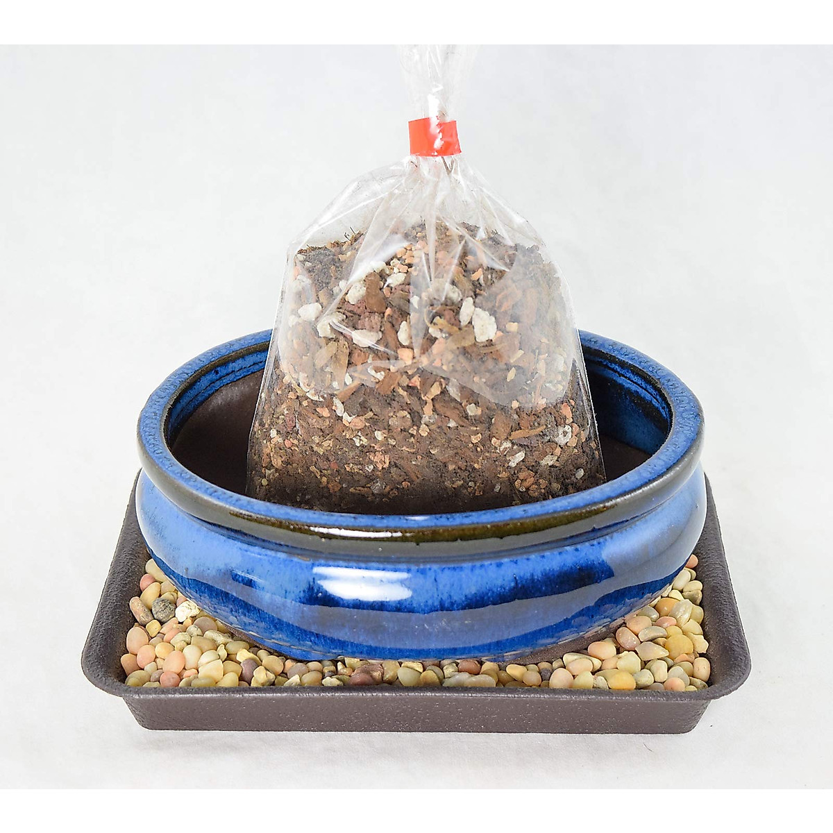 6" Oval Dark Blue Glazed Bonsai/Succulent Pot + Soil + Tray + Rock + Mesh Kit