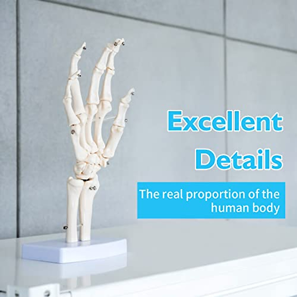 ANNWAH Hand Skeleton Model - Medical Human Finger Bone Made of PVC Posable Hand Showing Ulna and Radius for Research and Learning
