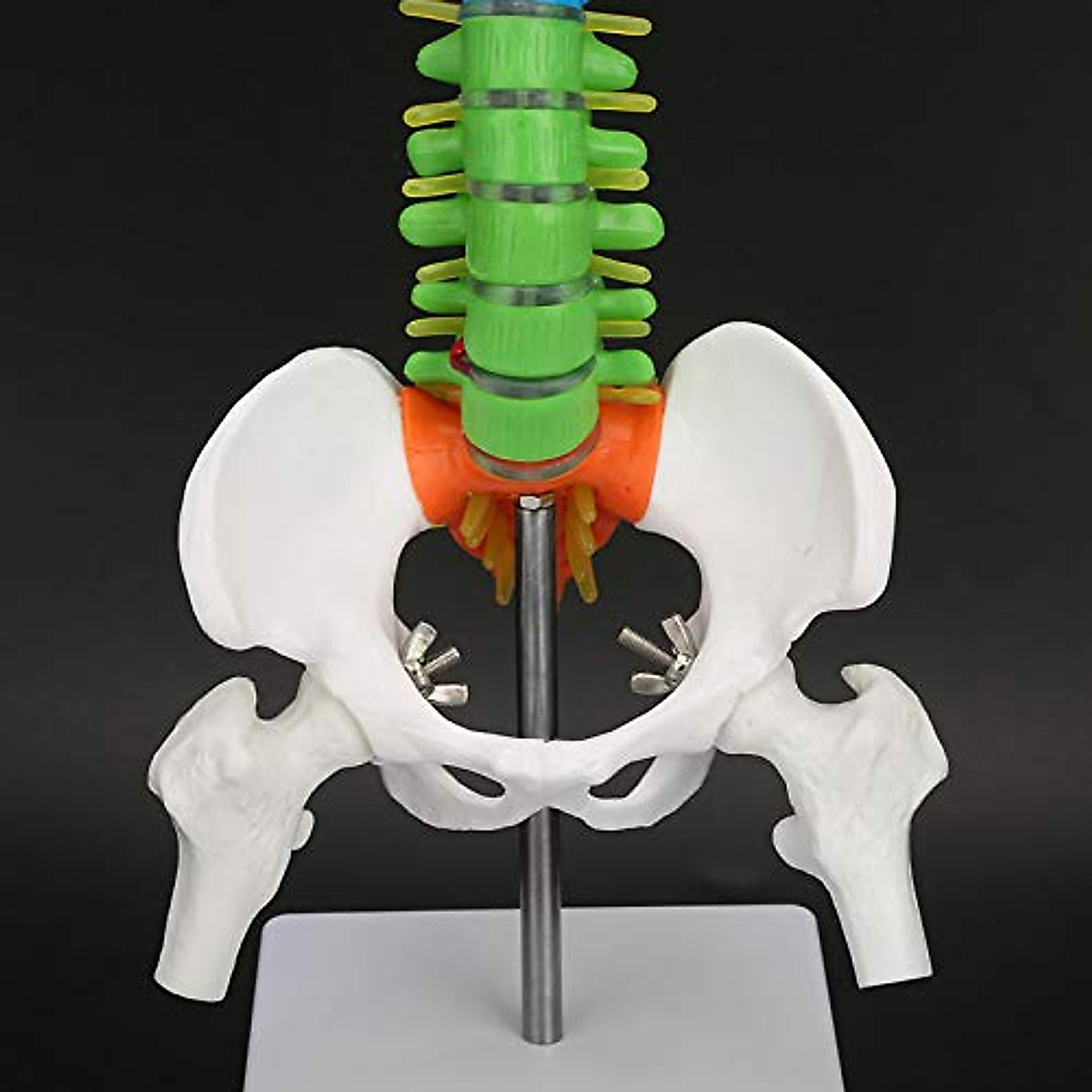 Human Spine Model Colored Flexible Scientific Anatomical Human Skeleton Spine Model Anatomy Model Including Spine Nerve Roots Vertebral Artery Transverse Spine Femur 45cm/17.7in