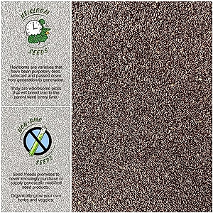 Seed Needs, Lavender Herb Seed Packet Collection (4 Varieties of Lavender Seeds for Planting) Heirloom, Non-GMO & Untreated