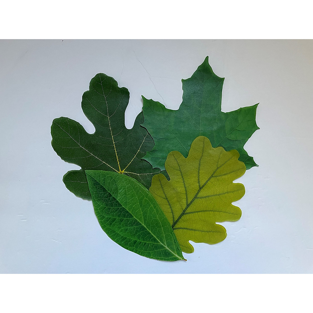 Parchment Paper Leaves for Cheese & Charcuterie Boards - Sisson Distribution Leaves (Pack of 20) (Spring Leaves)