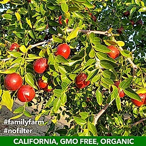 JUJUME | USDA Organic California Grown Jujubes Red Dates | Individually Sorted 3X for QA | High Grade Superfood | Healthy Dried Fruit | Certified All-Natural Non-GMO | 6 oz. bag