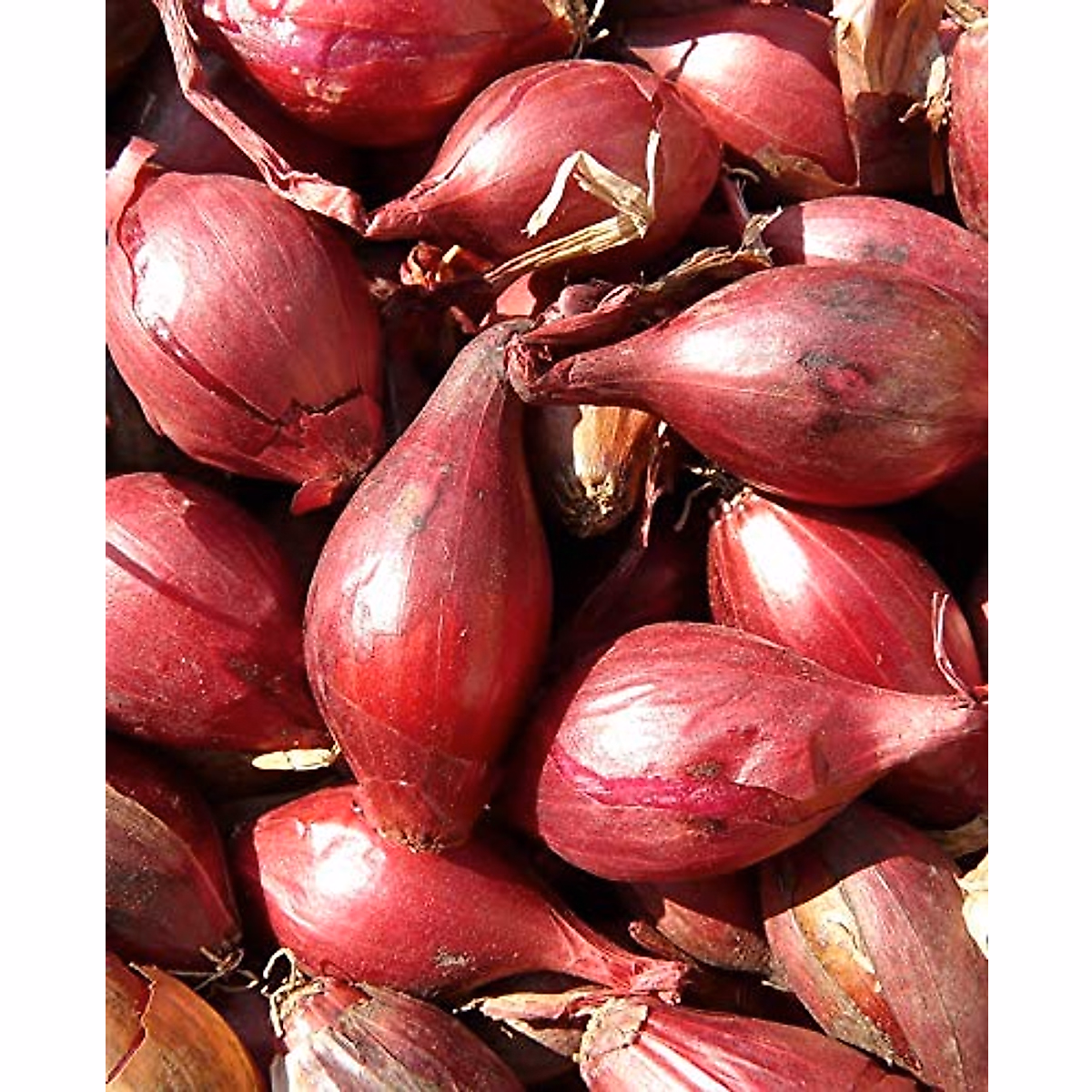 RAISE ME UP: Seeds Red Banana Shallot Onion Non GMO Heirloom