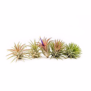 Air Plants Ionantha Mexican - Colors and Shape Varies Due to Seasonality-Live Tillandsia Succulent House Plants - Available in Wholesale and Bulk - Home and Garden Decor-Easy Care Plants (Pack of 5)