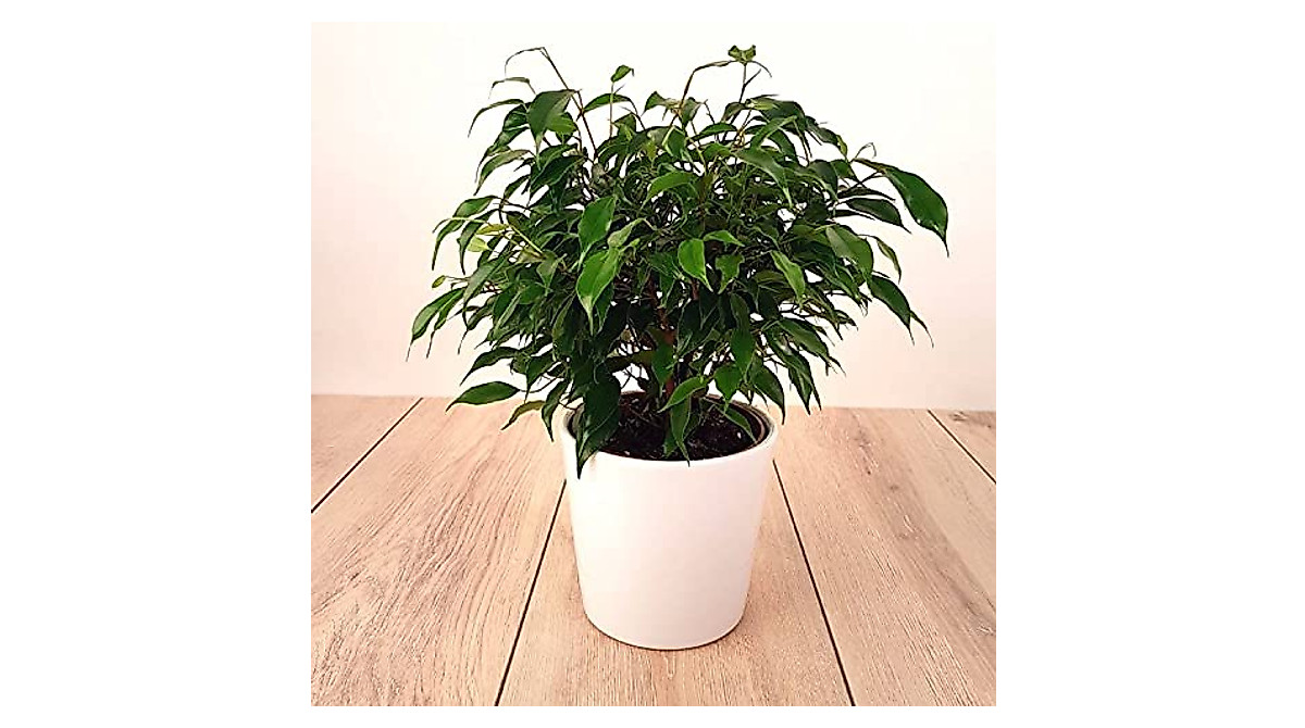 Ficus Benjamina Bonsai Weeping Fig Tree Benjamin Fig Ficus Tree Java ...